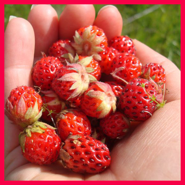 Ahomansikka Regina - 10 taimea • Mansikkataimet